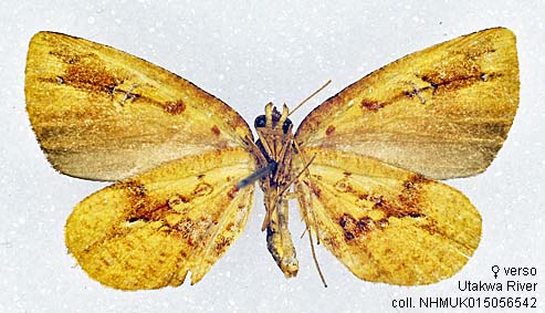 Papua Insects Foundation (Lepidoptera/Callidulidae/Agonis dymus)